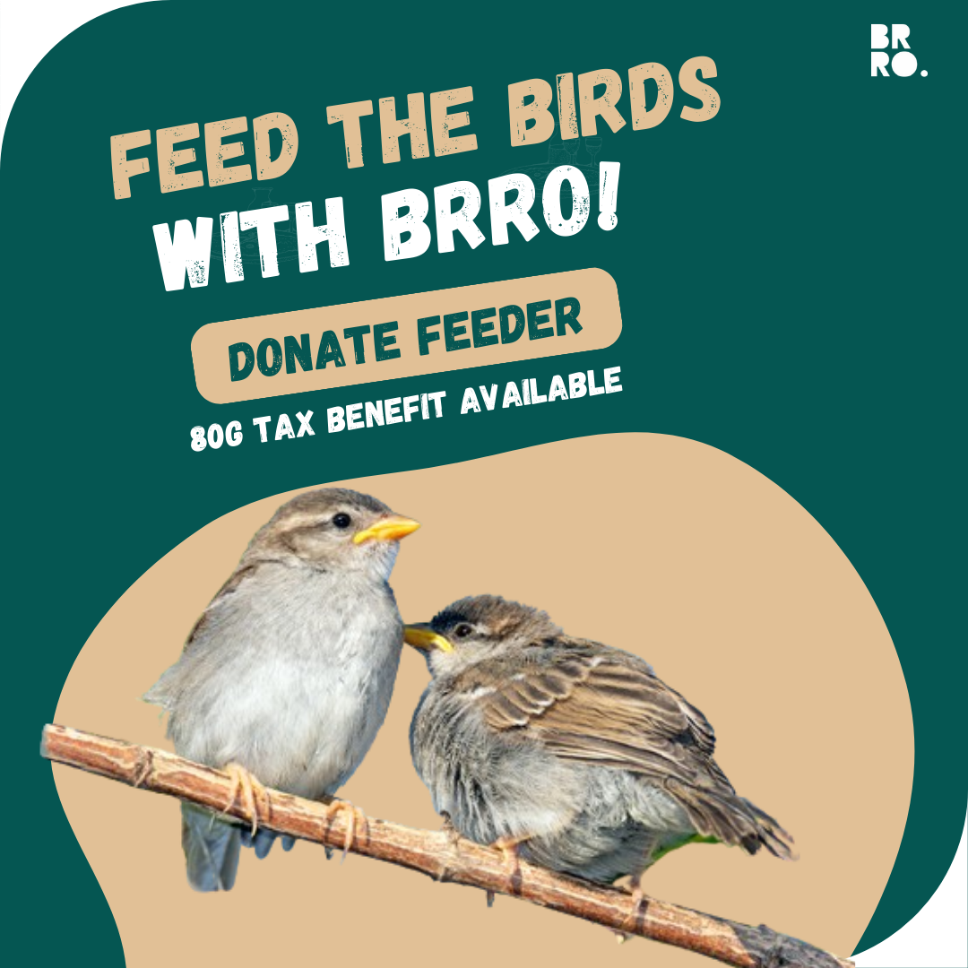 Spread Wings: Nourish Nature with BRRO's Bird Feeder Initiative | BRRO ...